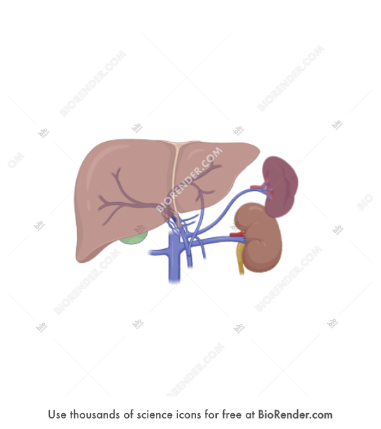 Free Portal vein (in situ, meso-Rex shunt) Icons, Symbols & Images ...