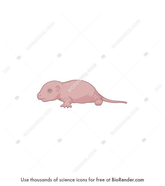 Free Mouse pup (young) Icons, Symbols & Images | BioRender