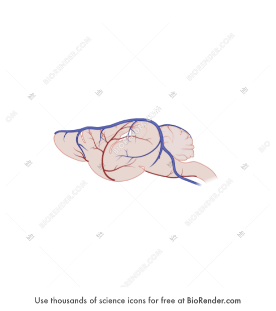 Free Mouse brain (sagittal, with vasculature) Icons, Symbols & Images ...