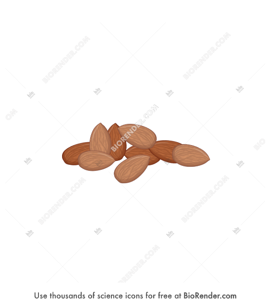 Free Almonds Icons, Symbols & Images | BioRender
