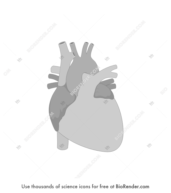 Free Heart (simplified) Icons, Symbols & Images | BioRender