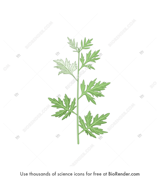 Free Mugwort Icons, Symbols & Images | BioRender