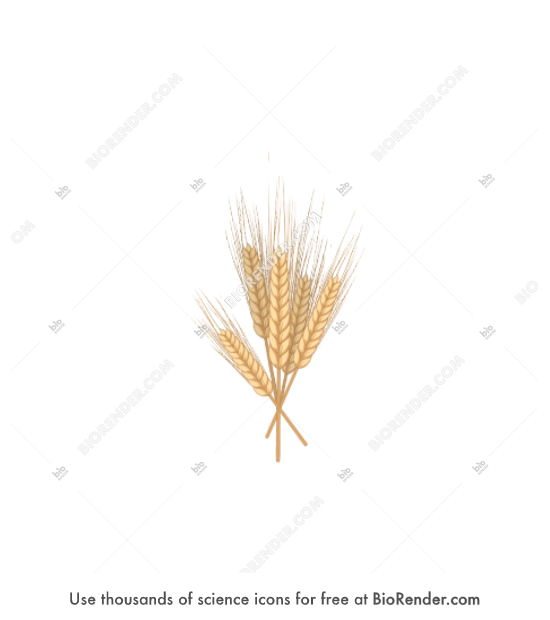 Free Barley stalks (food) Icons, Symbols & Images | BioRender