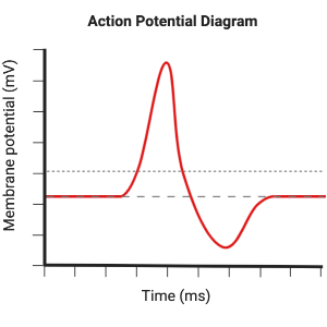 Action Potential Diagram Unlabeled