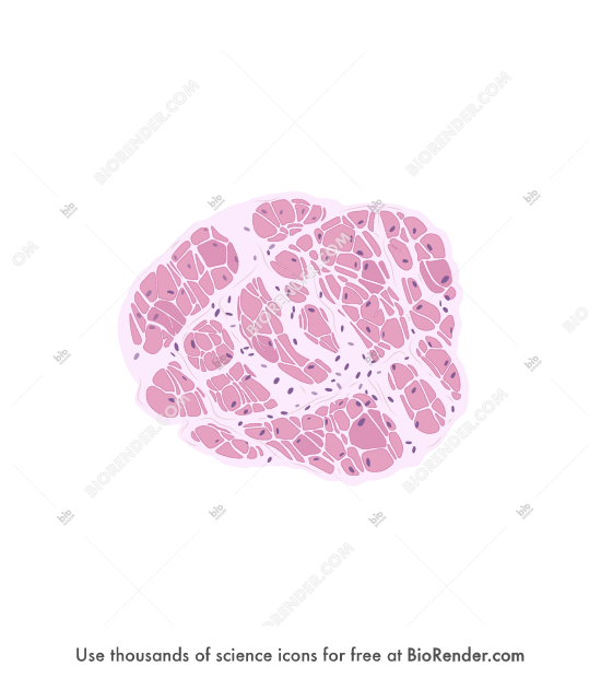Free Muscle cross-section (fibrotic) Icons, Symbols & Images | BioRender