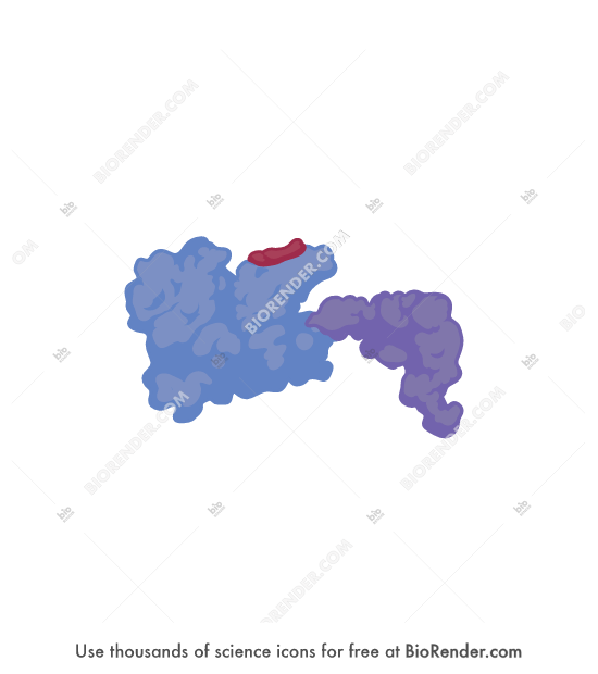 Free Fusion toxin protein Icons, Symbols & Images | BioRender