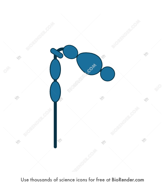 Free Integrin (alpha, monomer, bent) Icons, Symbols & Images | BioRender