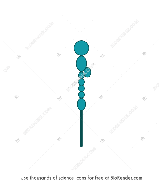 Free Integrin (beta, monomer, extended 1) Icons, Symbols & Images ...