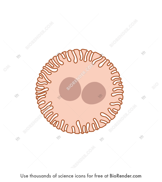Free Drosophila nephrocyte (garland) Icons, Symbols & Images | BioRender
