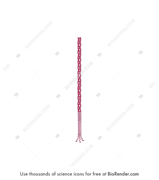 Free SCARA3 Icons, Symbols & Images | BioRender