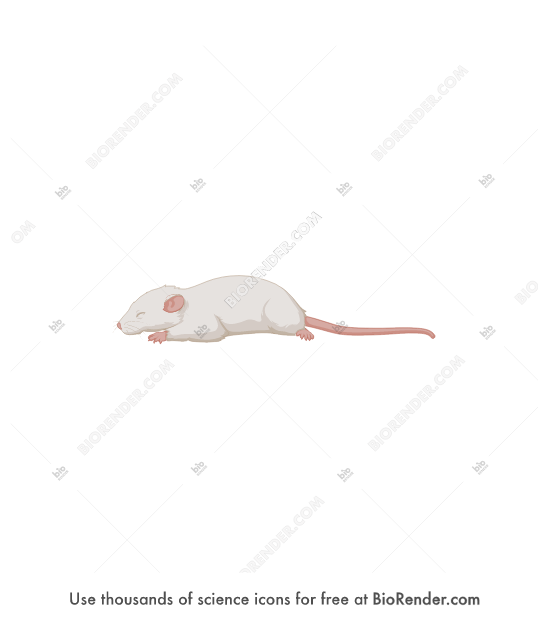Free Mouse (lateral, prone) Icons, Symbols & Images | BioRender