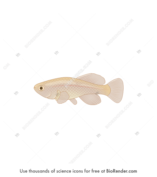 Free Killifish Female (Nothobranchius furzeri) Icons, Symbols & Images ...