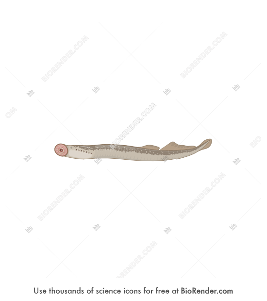 Free Sea Lamprey Icons, Symbols & Images | BioRender