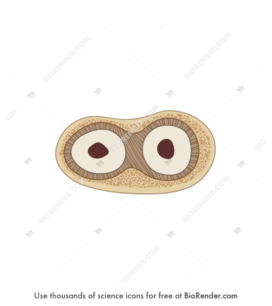 Free Molar teeth (horizontal cross-section) Icons, Symbols & Images ...