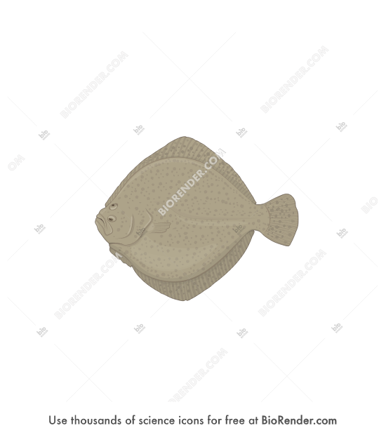 Free Turbot (Scophthalmus maximus) Icons, Symbols & Images | BioRender