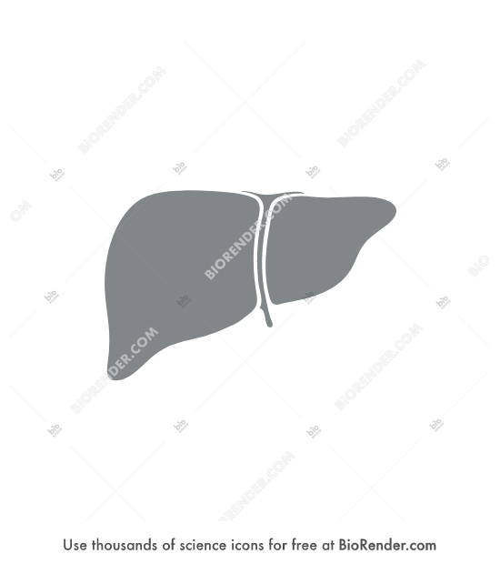 Free Liver icon Icons, Symbols & Images | BioRender