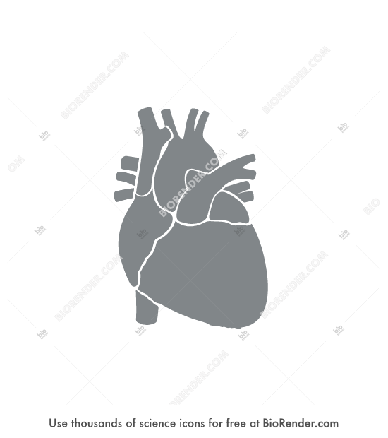 Human Heart Icon