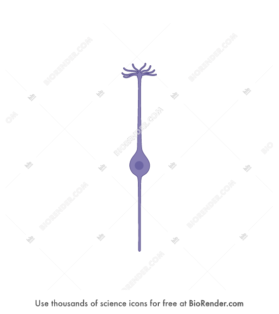 Free Olfactory sensory neuron 2 (mouse) Icons, Symbols & Images | BioRender