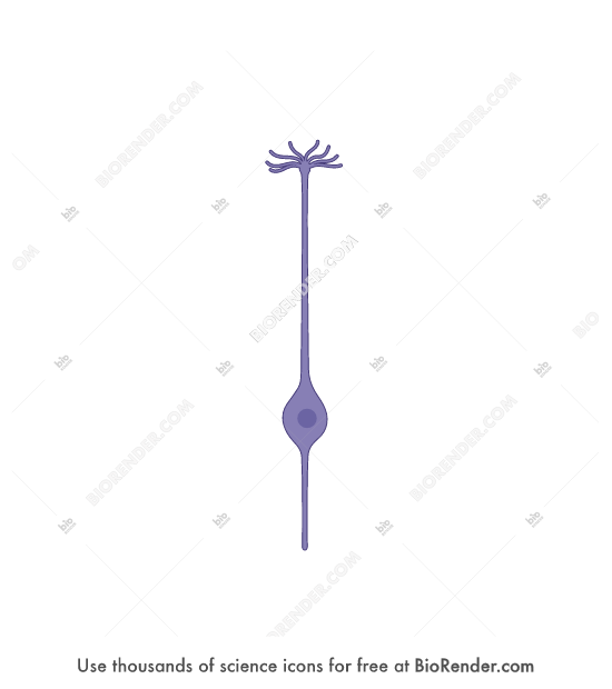 Free Olfactory sensory neuron 3 (mouse) Icons, Symbols & Images | BioRender