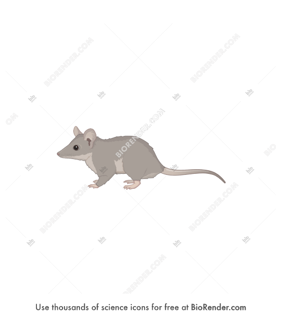 Free Opossum (Monodelphis domestica) Icons, Symbols & Images | BioRender
