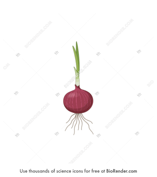 Free Onion with shoot and roots Icons, Symbols & Images | BioRender