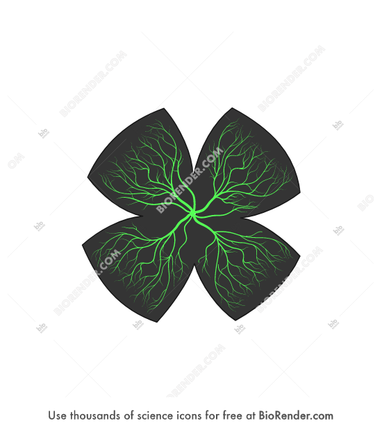 Free Retinal flat mount (OIR, mouse 2) Icons, Symbols & Images | BioRender