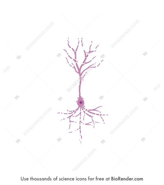 Free Pyramidal neuron (hippocampal, degenerating) Icons, Symbols ...