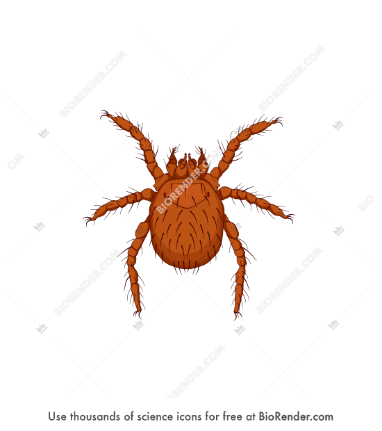 Free Chigger Mite Larva (Leptotrombidium) Icons, Symbols & Images ...
