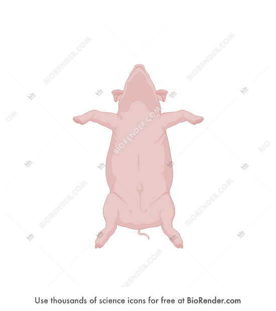 Free Pig (supine) Icons, Symbols & Images | BioRender