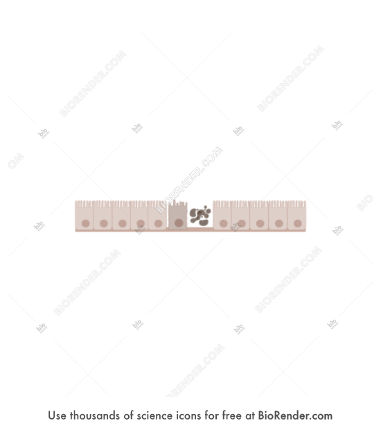 Free Intestinal epithelium (damaged) Icons, Symbols & Images | BioRender