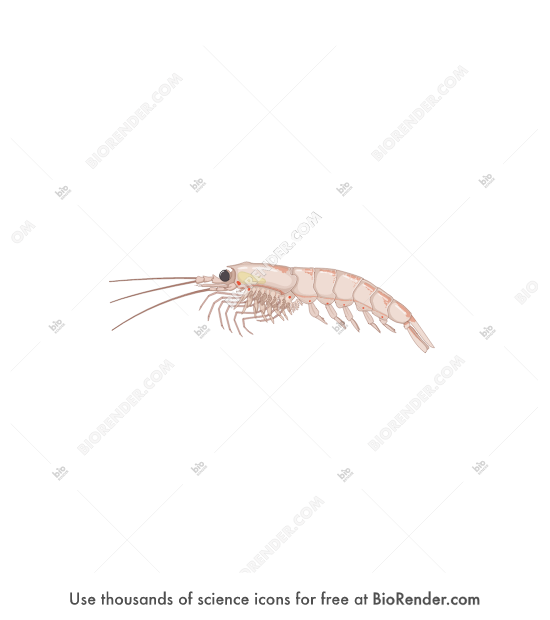 Free Antarctic Krill (Euphausia superba) Icons, Symbols & Images ...