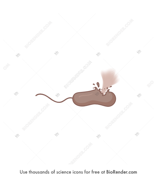 Free Bacillus (flagellum, lysis) Icons, Symbols & Images | BioRender