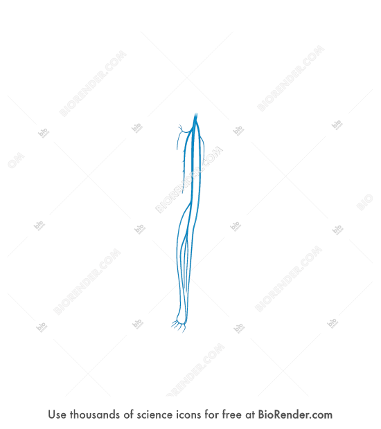 Free Veins (lower limb) Icons, Symbols & Images | BioRender