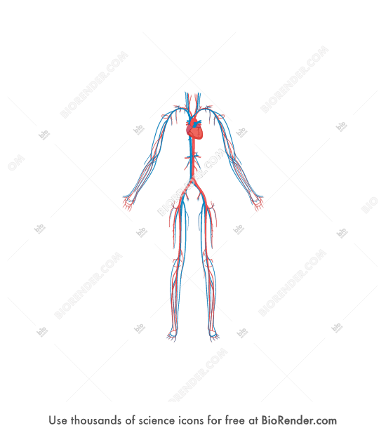 Free Circulatory system Icons, Symbols & Images | BioRender