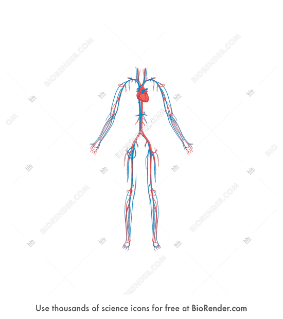 Free Circulatory system (femoral arteriovenous loop) Icons, Symbols ...