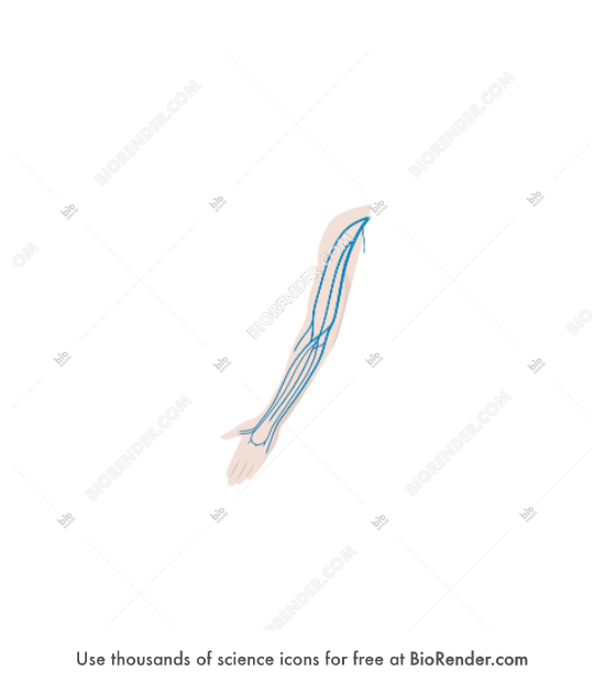 Free Veins (upper limb, on body) Icons, Symbols & Images | BioRender