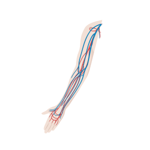 Free Vasculature (upper limb, on body) Icons, Symbols & Images | BioRender