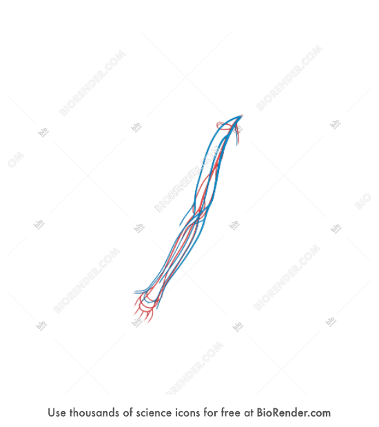 Free Vasculature (upper limb) Icons, Symbols & Images | BioRender