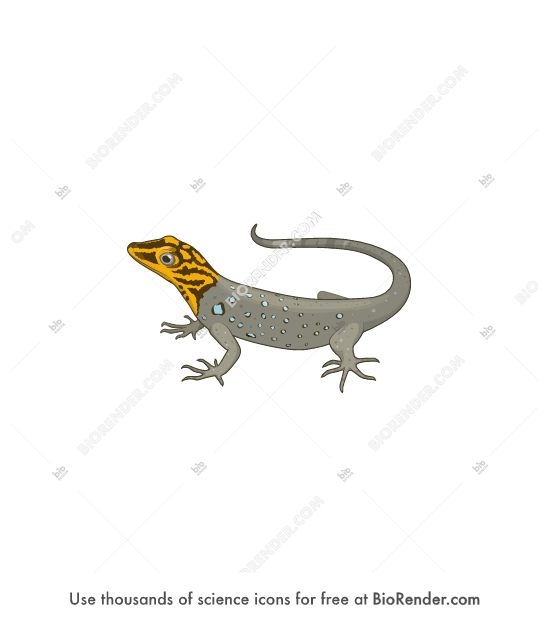 Free Shieldhead Gecko Male (Gonatodes caudiscutatus) Icons, Symbols ...