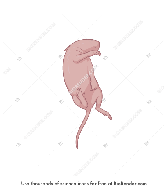 Free Mouse pup (righting reflex) Icons, Symbols & Images | BioRender