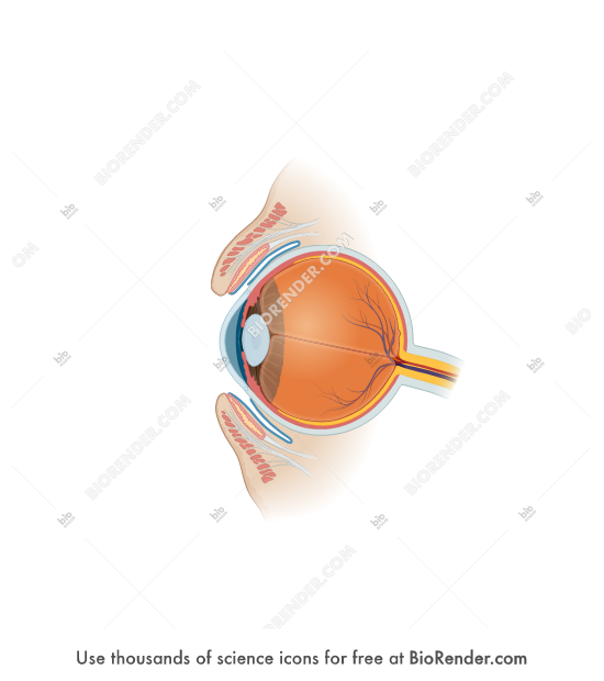 Free Eye (sagittal with contracted eyelids) Icons, Symbols & Images ...