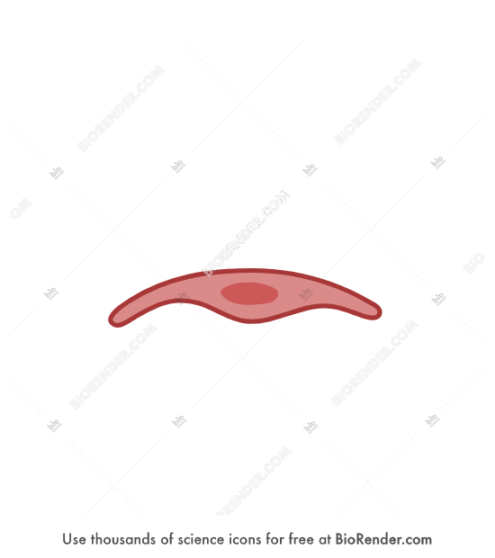 Free Cardiac endothelial cell Icons, Symbols & Images | BioRender