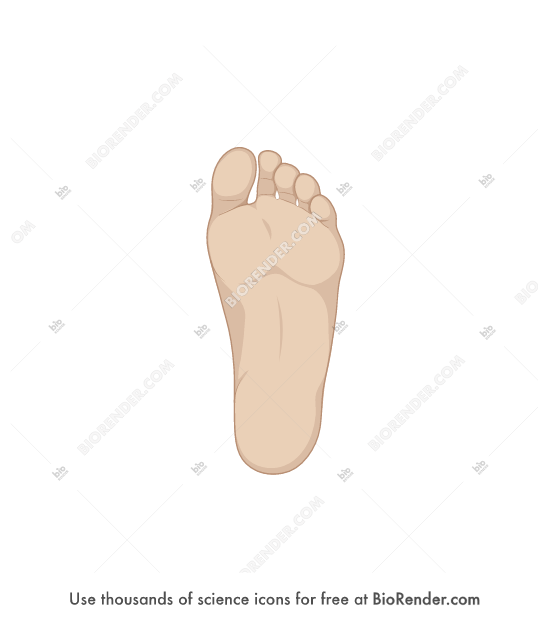 Free Foot (sole) Icons, Symbols & Images | BioRender