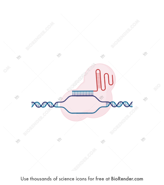 Free CRISPRi Icons, Symbols & Images | BioRender