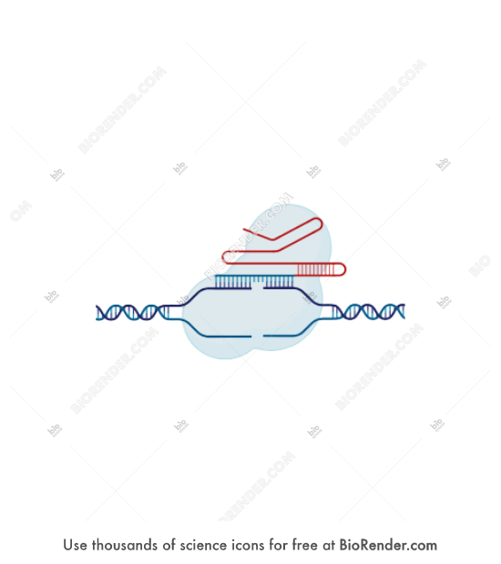 Free CRISPR KO Icons, Symbols & Images | BioRender
