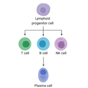 Free Plasma cell Icons, Symbols & Images | BioRender
