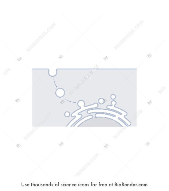 Free Membrane with small vesicle (stage 2, ER and nucleus) Icons ...