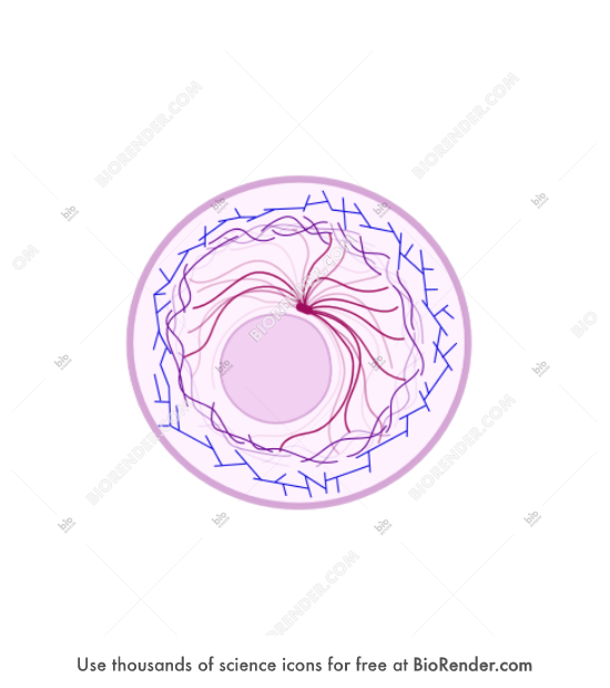 Free Cytoskeleton (on cell) Icons, Symbols & Images | BioRender