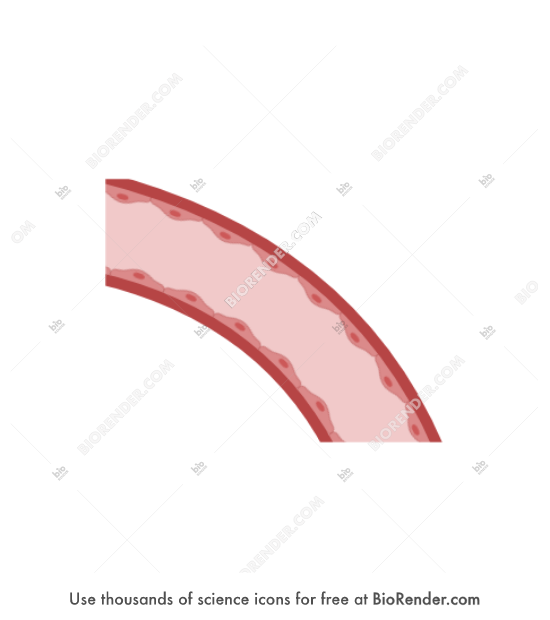 Free Blood vessel (curved, light) Icons, Symbols & Images | BioRender