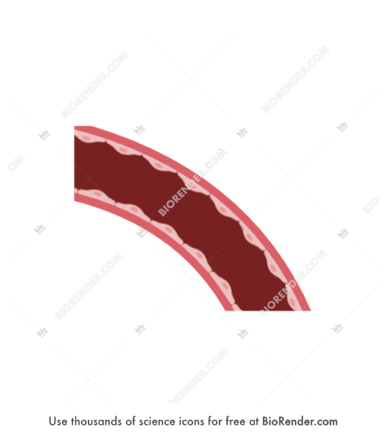 Free Blood vessel (curved, dark) Icons, Symbols & Images | BioRender